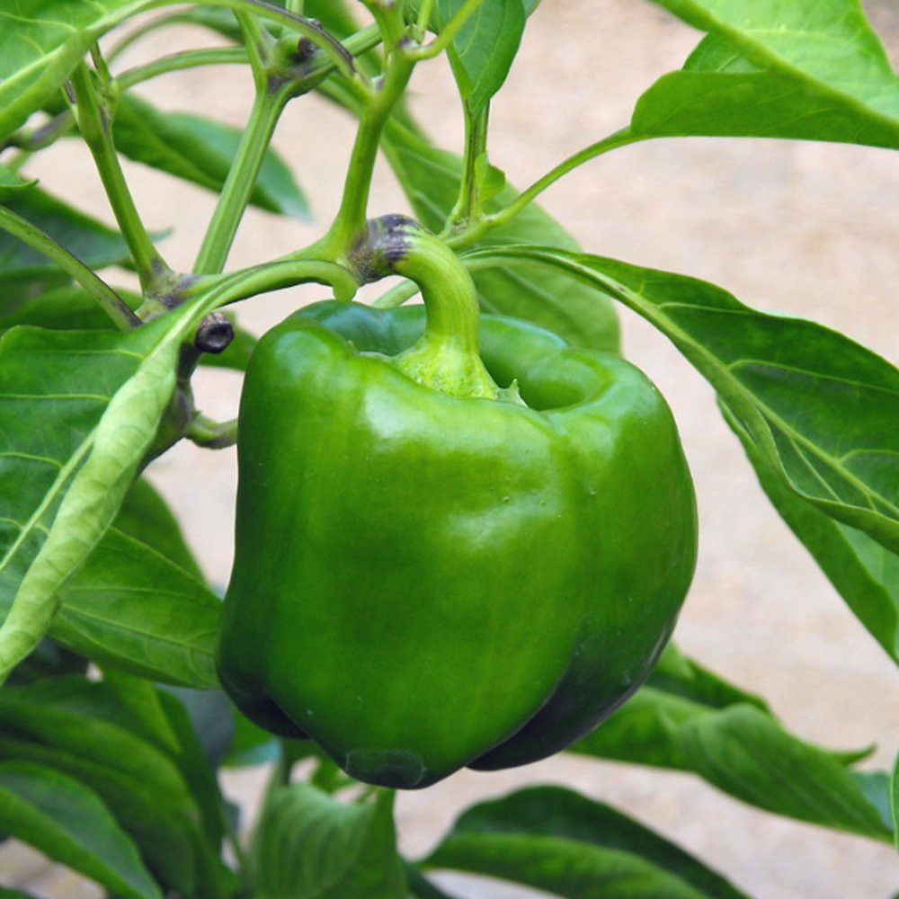 Bell Peppers - St. Irenaeus Catholic Church